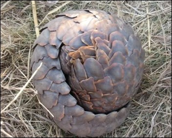 ...A VERY FAIRY GARDEN...: ~ Pangolins